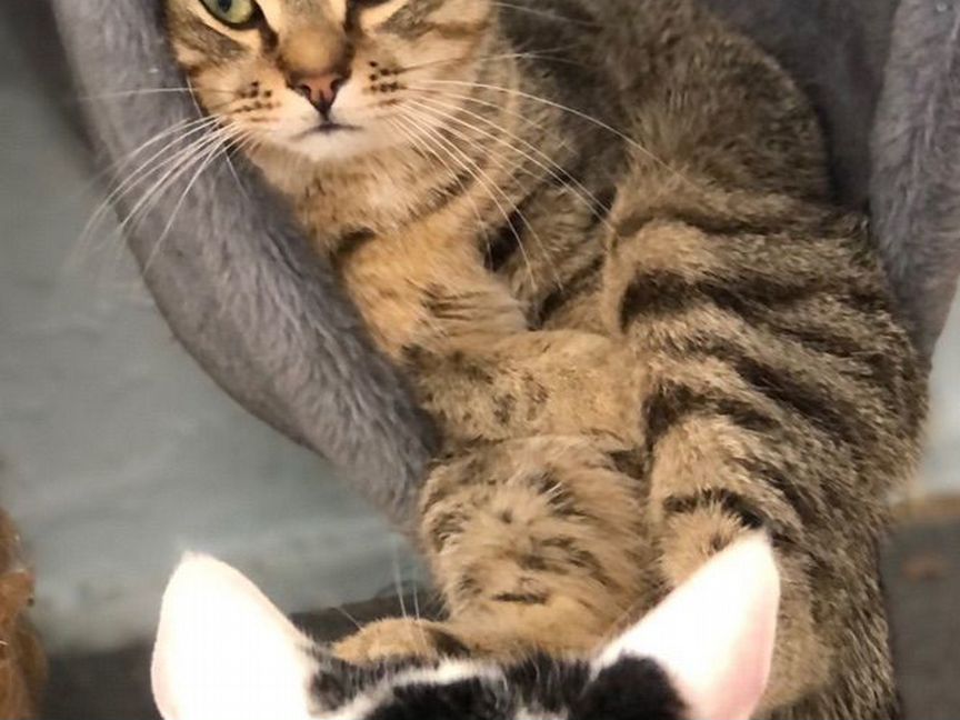 Серьезный котенок