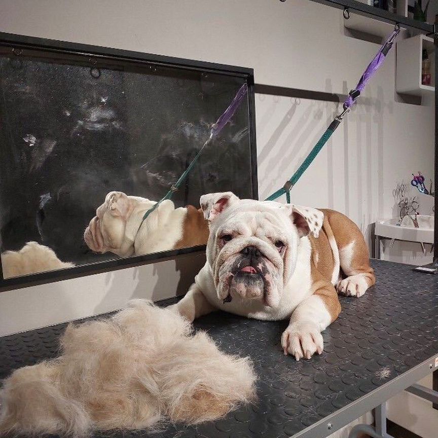 Отдам английского бульдога