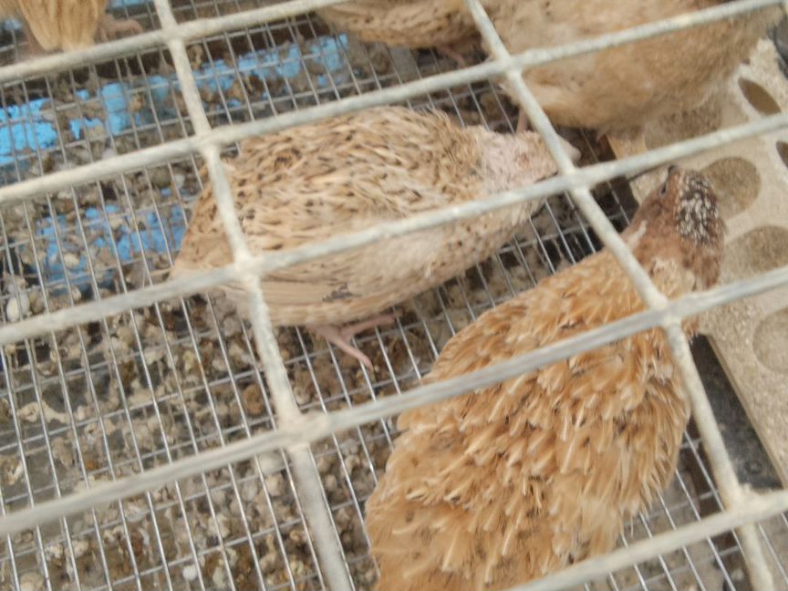 Перепела продажа на яйцо