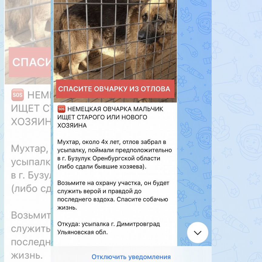 Немецкая овчарка, взрослый пёс