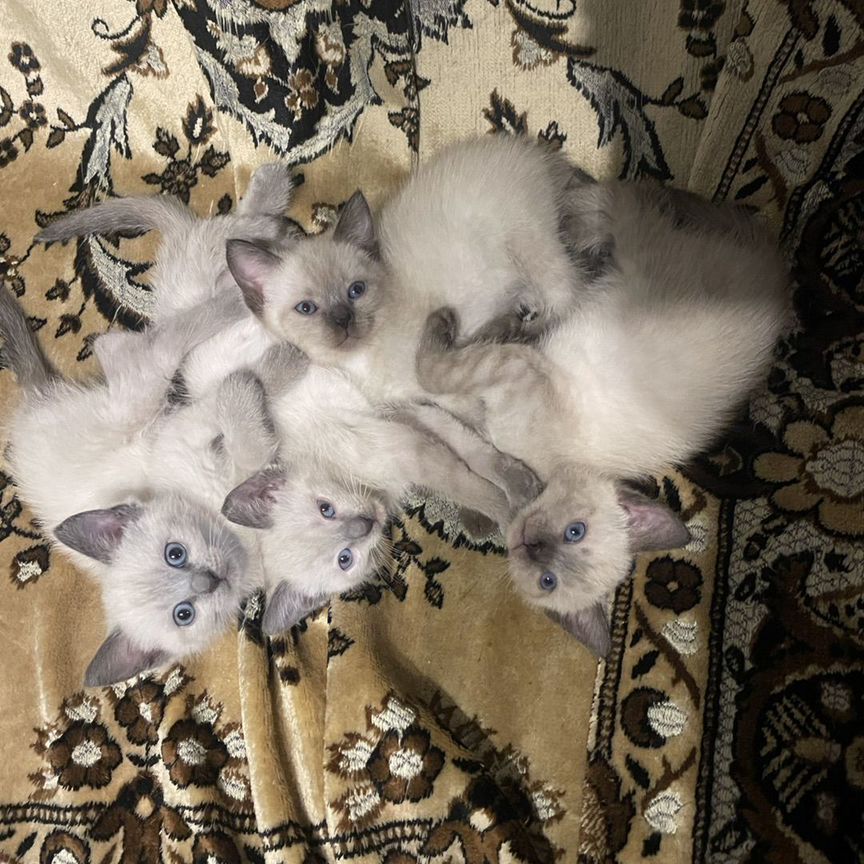 Тайские котята