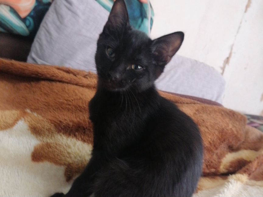 Кошка