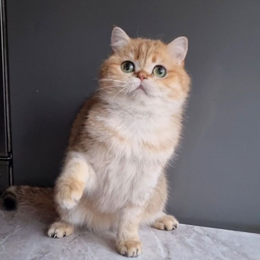 Девочка золотая шиншилла