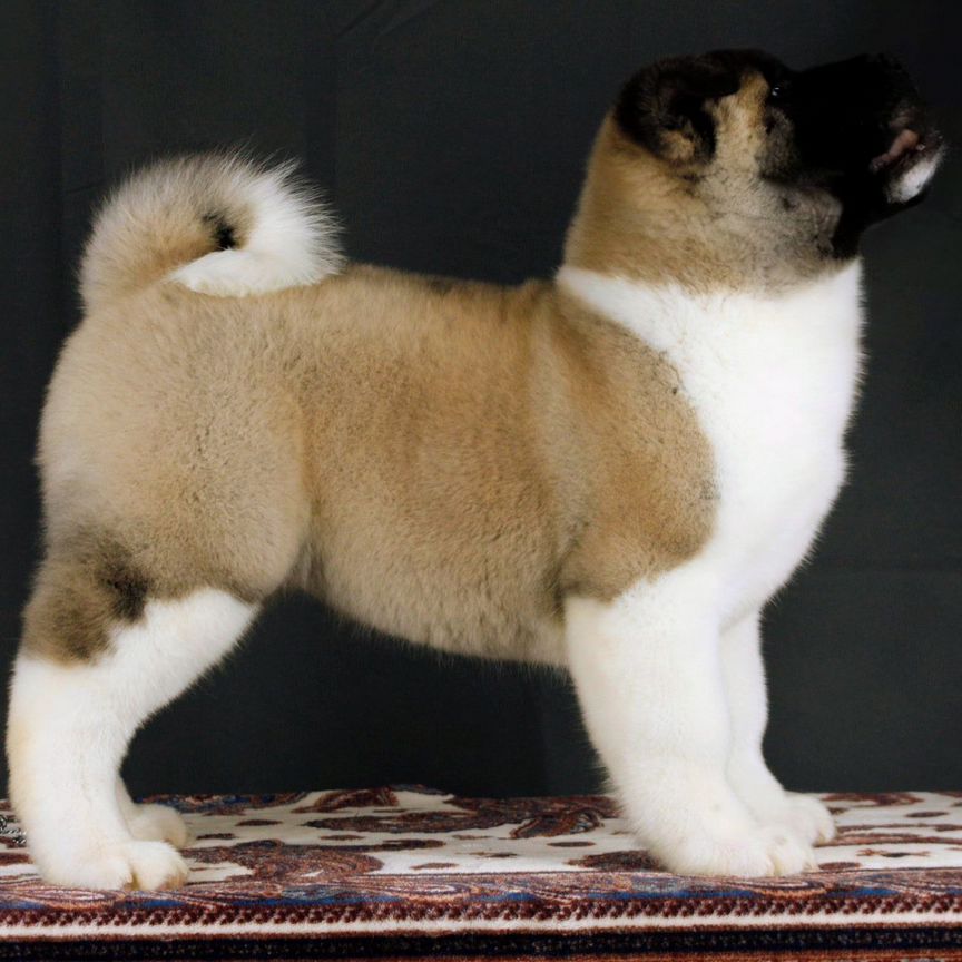 Американская акита, щенок
