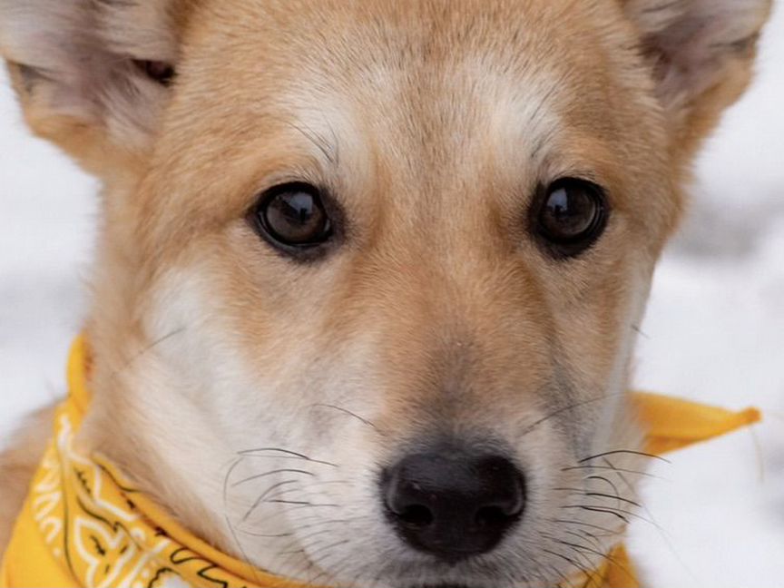 Бетси в поисках дома, щенок