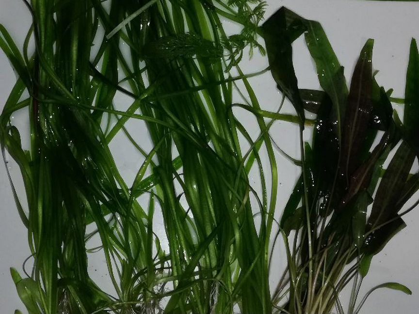 Водоросли для аквариума