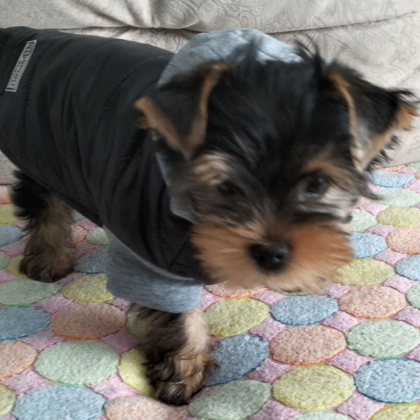 Йоркширский терьер, щенок