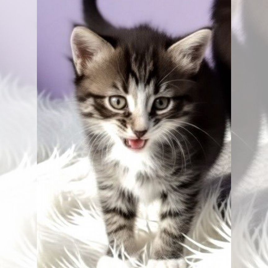 Котёнок в добрые руки
