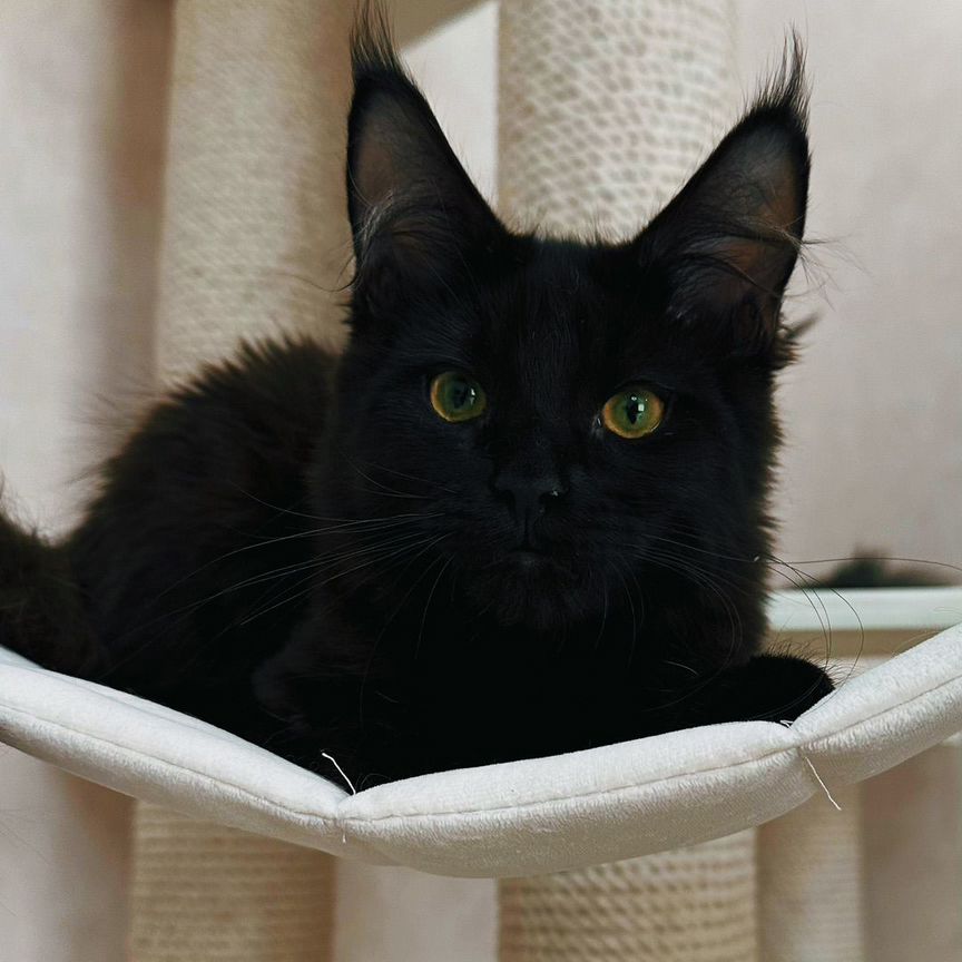 Мейн-кун мальчик