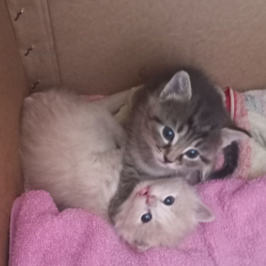 Котята