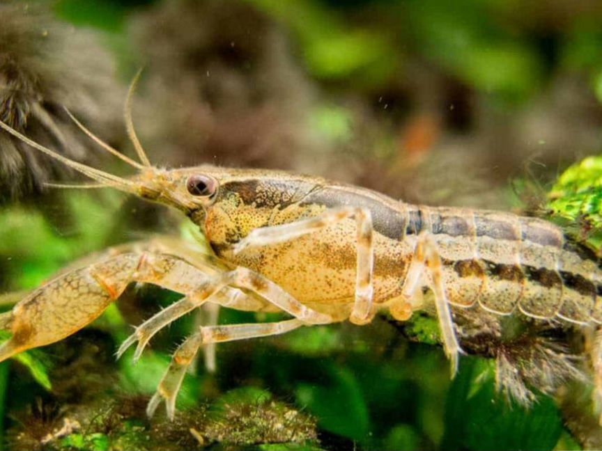 Карликовый техасский рак