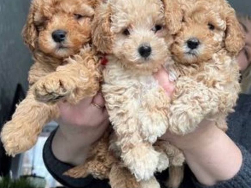 Мальтипу ф 1