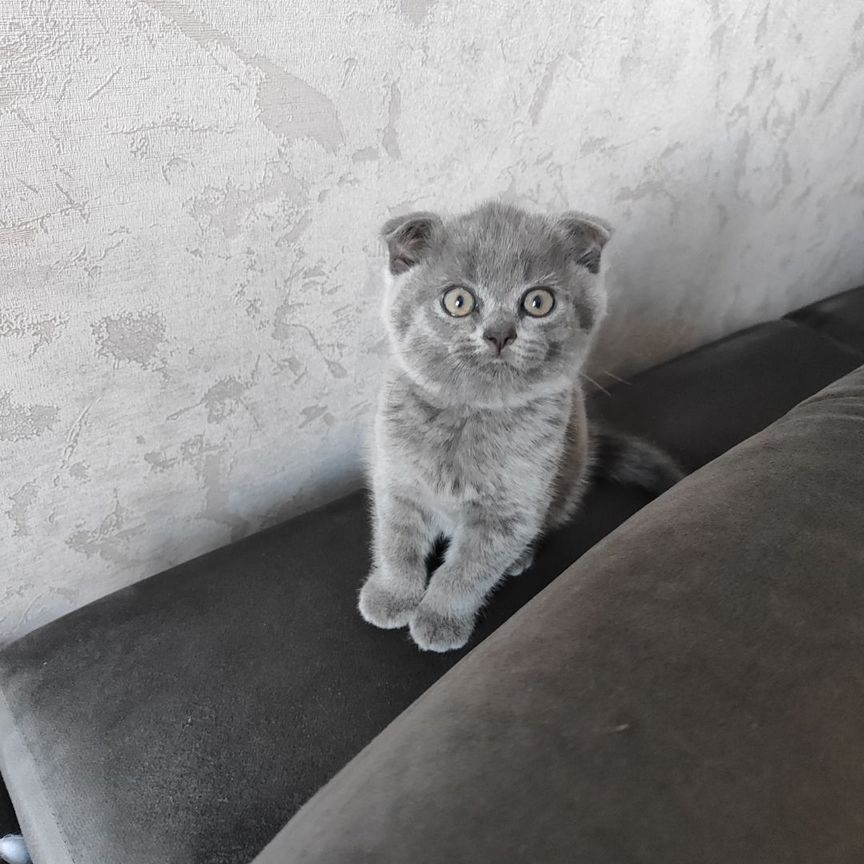 Шотландская вислоухая кошечка