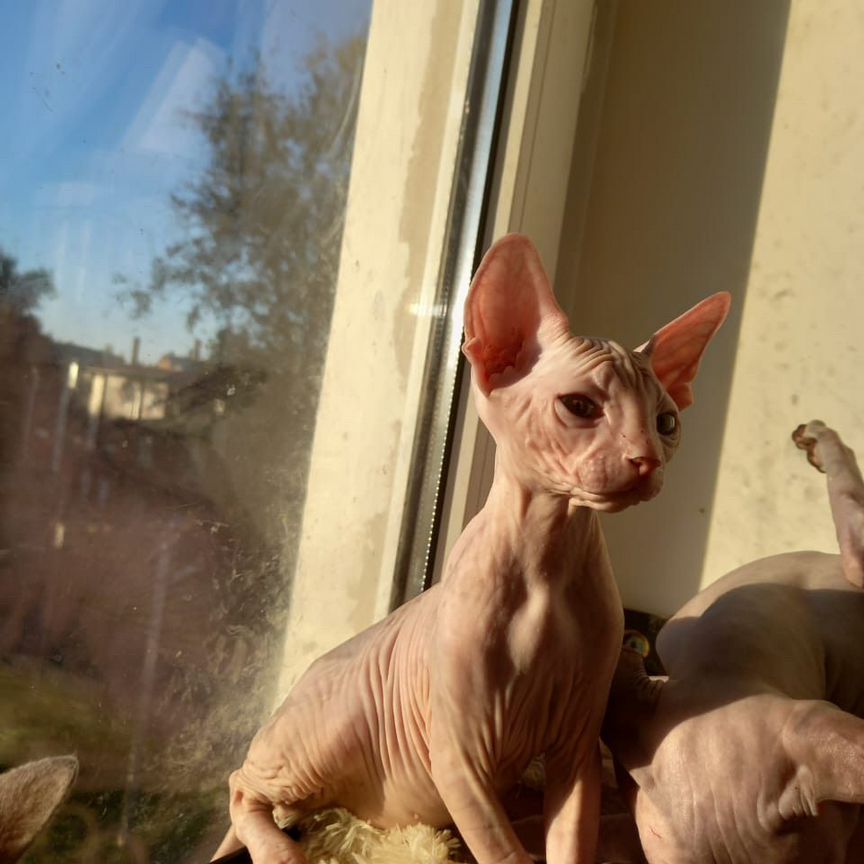 Донской сфинкс котята 3 мес