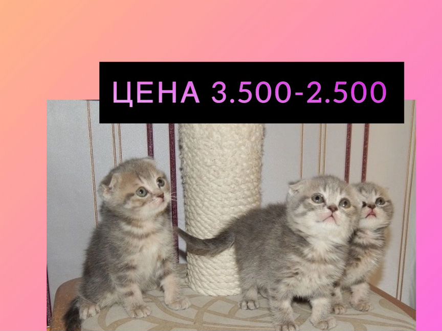Шотландckue вислоухue котятa