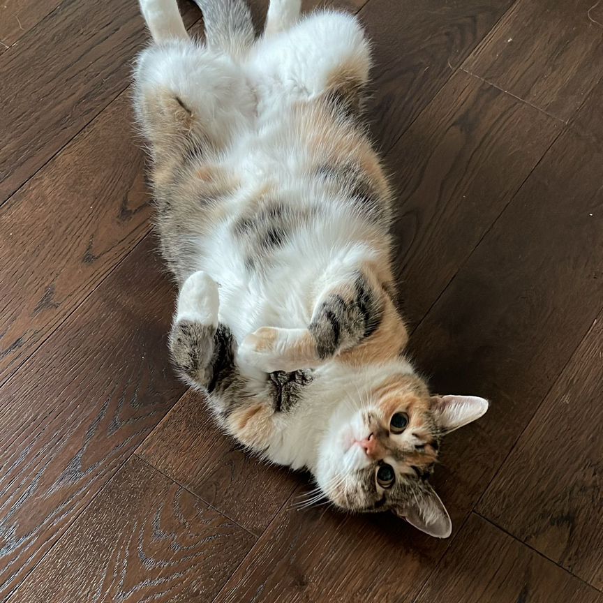 Кошки в добрые руки бесплатно