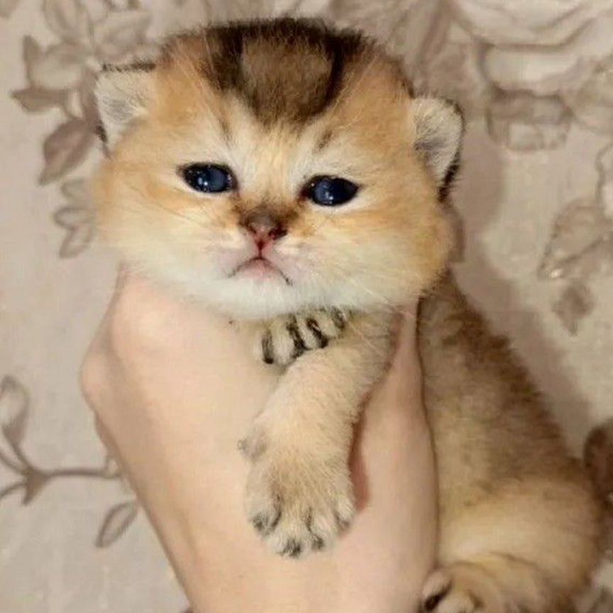 Шотландские котодетки чёрное золото