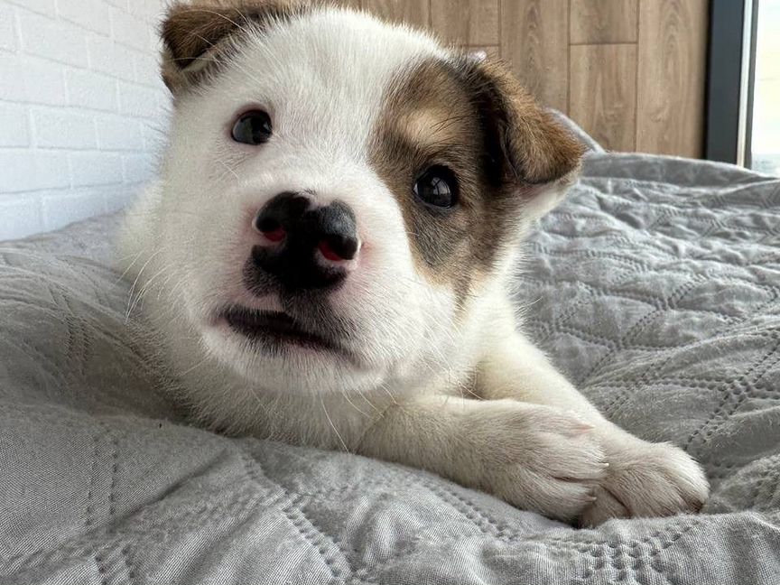 Прекрасный щенок мальчик