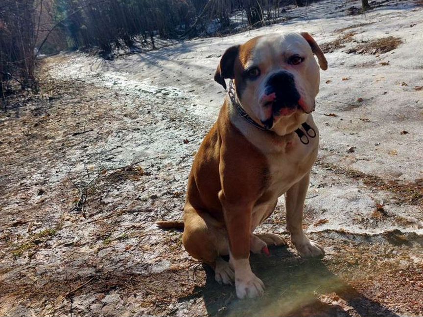 Вязка Американский бульдог