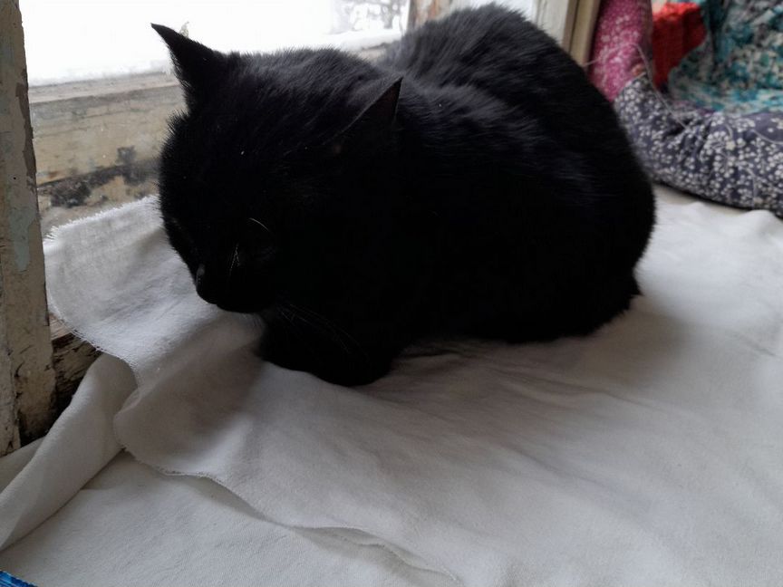 Котик Марселька