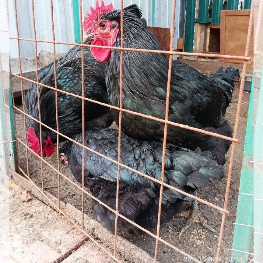 Петух джерсийский гигант