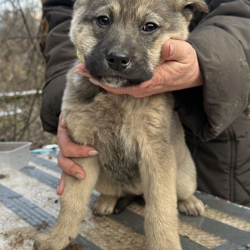 Щенок в добрые руки