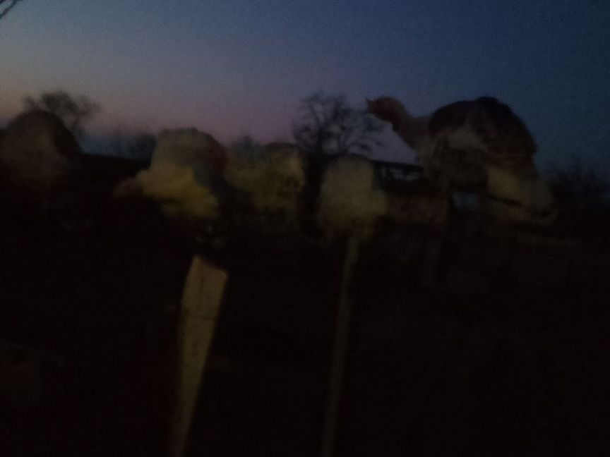 Индюки