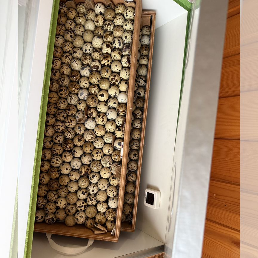 Инкубационное яйцо