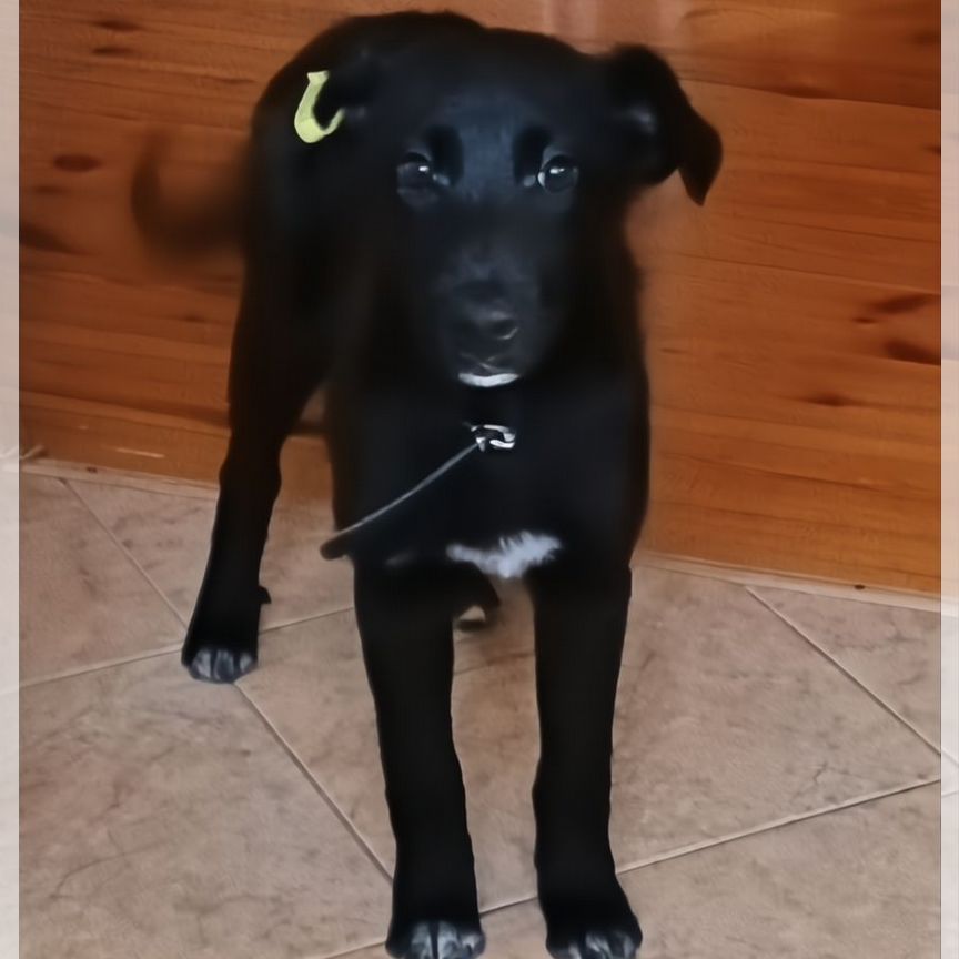 Щенок в добрые руки