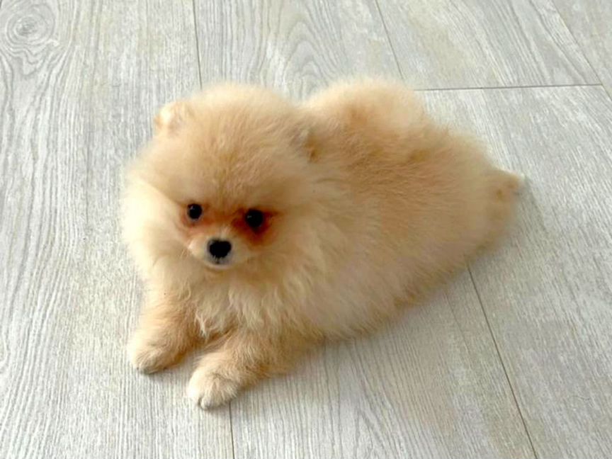 Померашки белый крем. Рассрочка