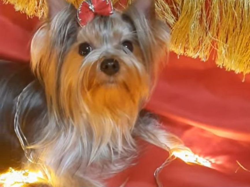 Породная йорочка