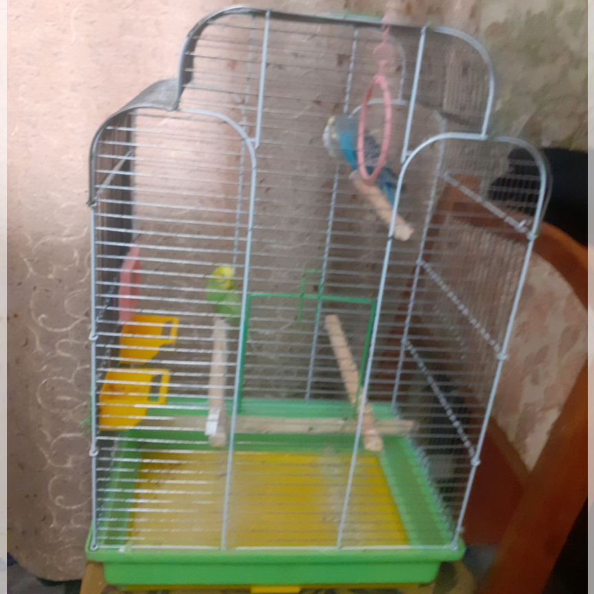 Пара волнистиков