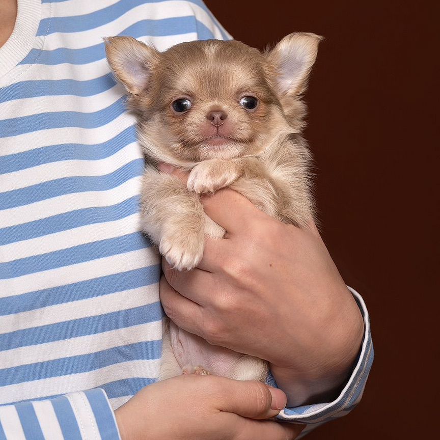 Щенки чихуахуа