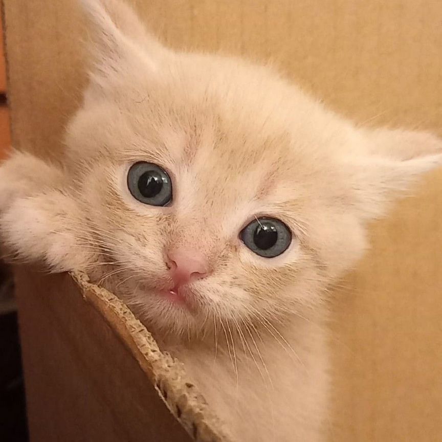 Рыжий котенок в добрые руки бесплатно