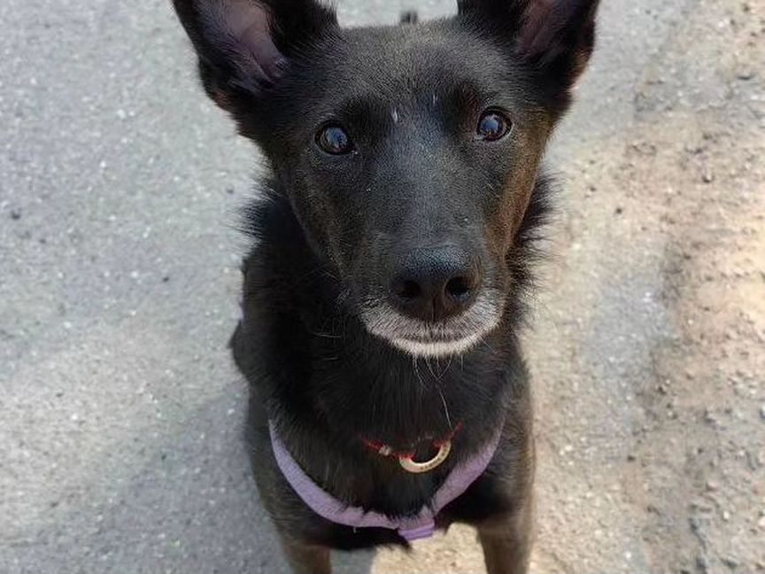 Ночка ищет дом