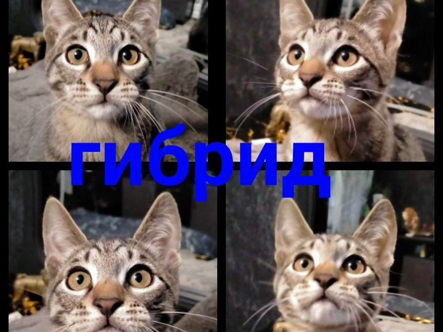 Крутые перцы савучи