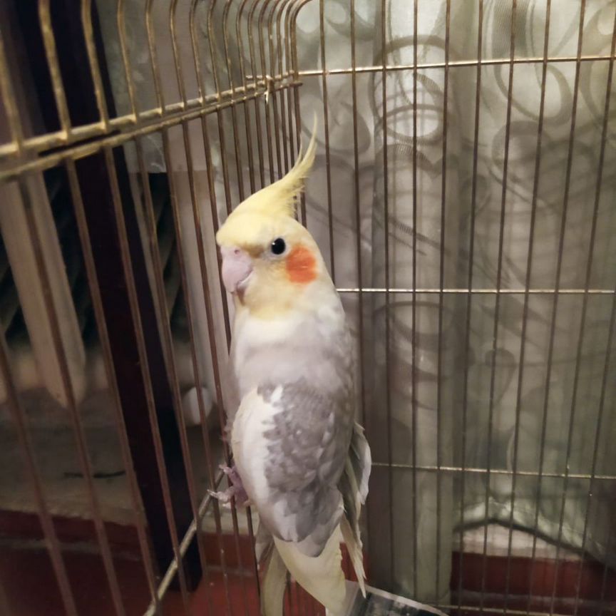 Попугай Корелла + клетка