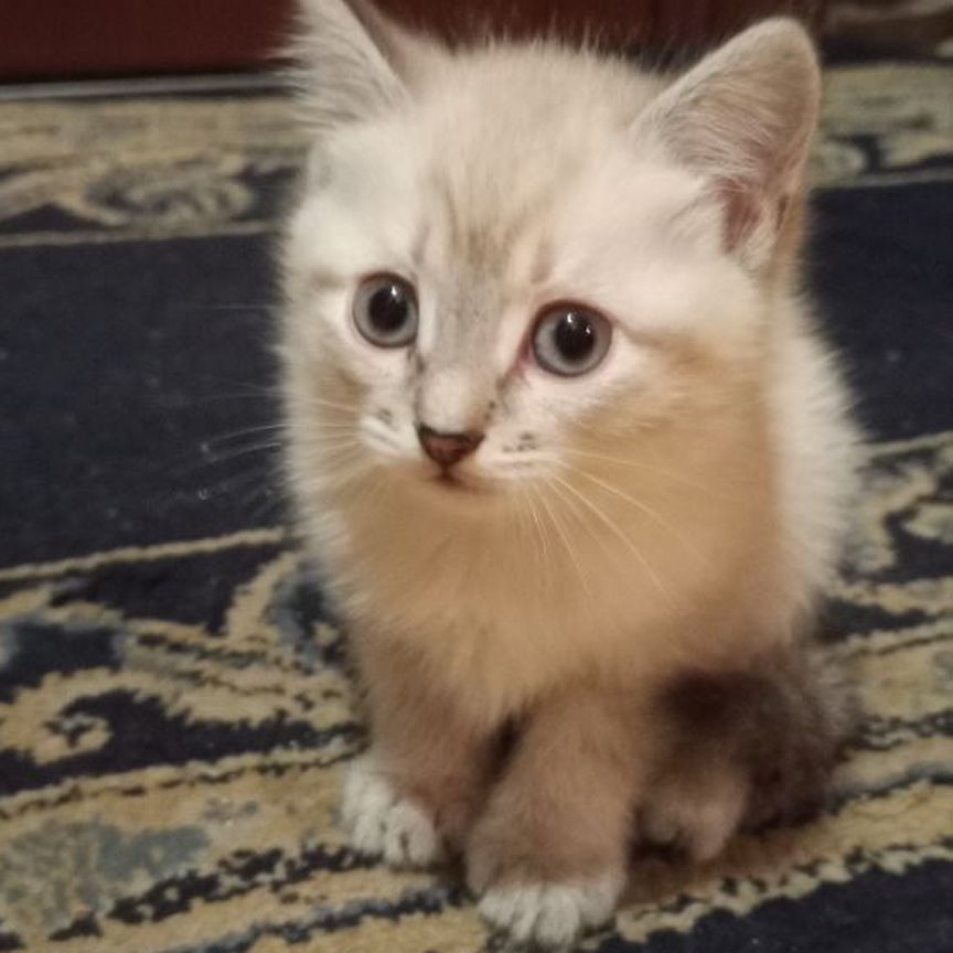 Котёнок от частного владельца