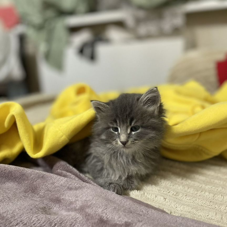 Котенок в добрые руки