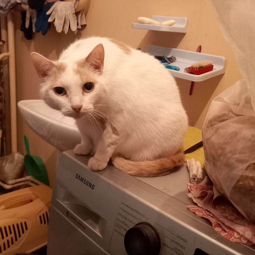 Взрослая кошка в добрые руки