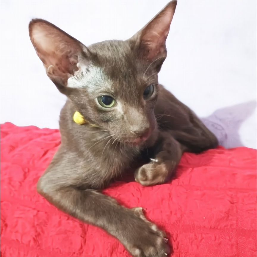 Ориентальный котёнок