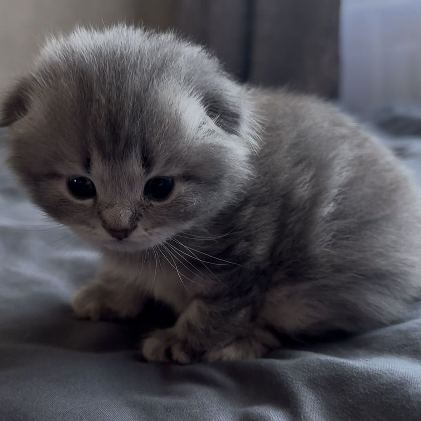 Шотландский вислоухий длинношёрстный котёнок
