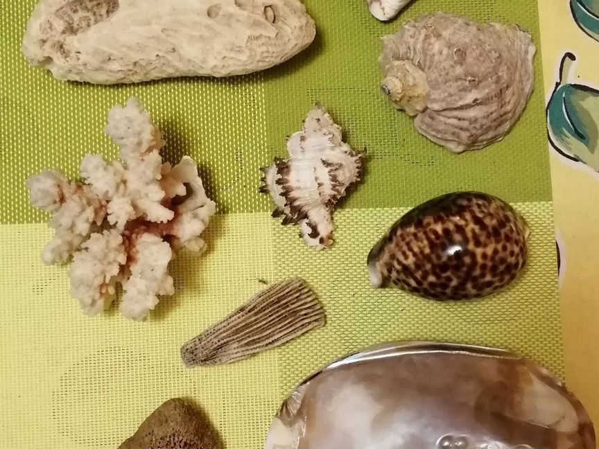 Морские ракушки раковины