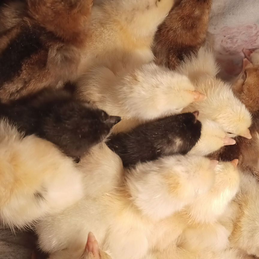 Цыплята суточные несушки