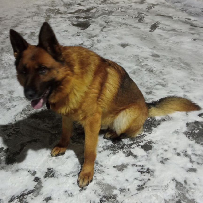 Кобель для вязки немецкая овчарка