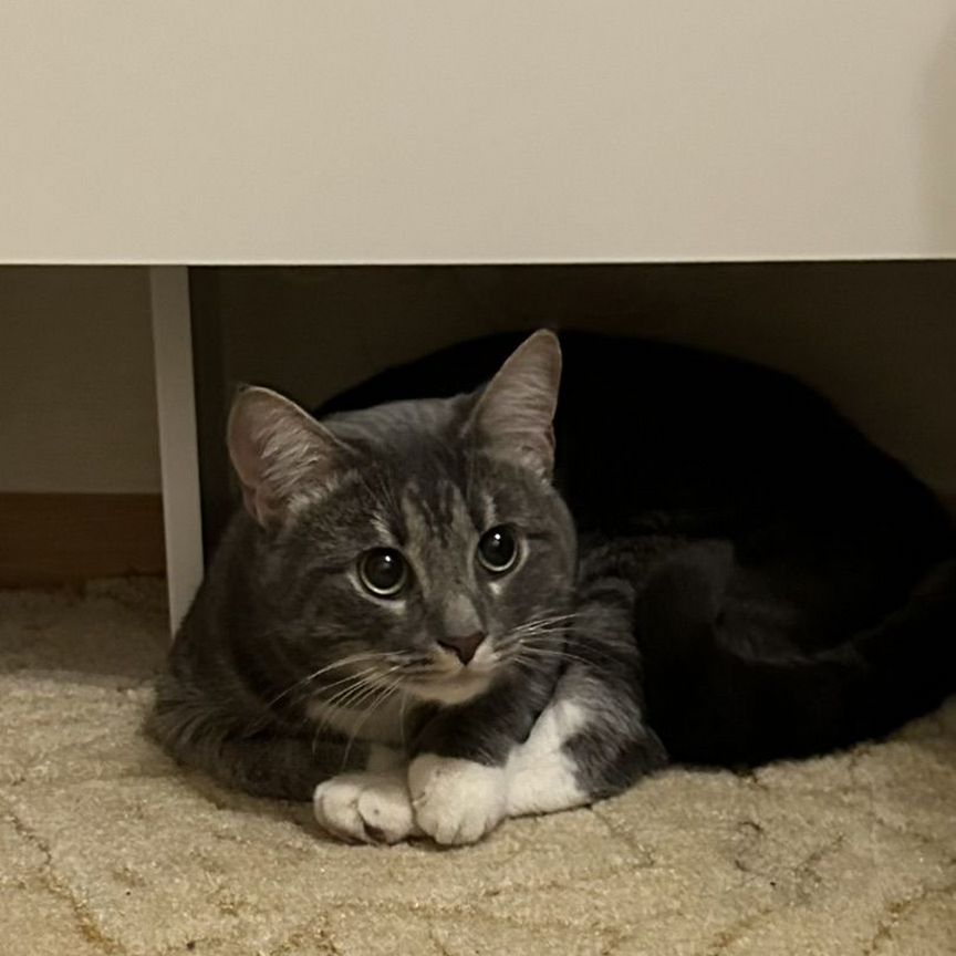 Отдам в добрые руки кота