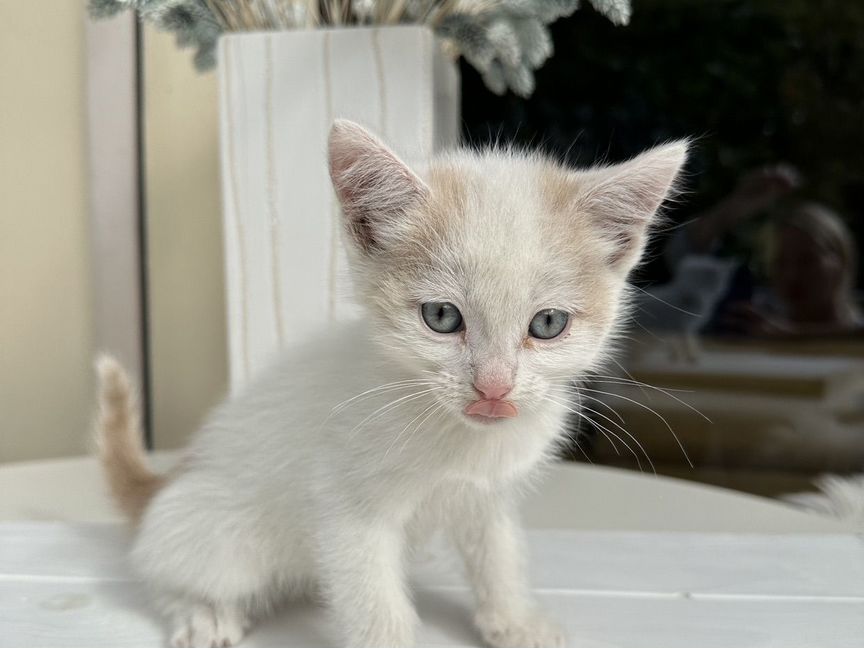 Котята