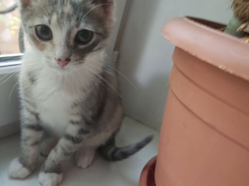 Котенок (девочка)