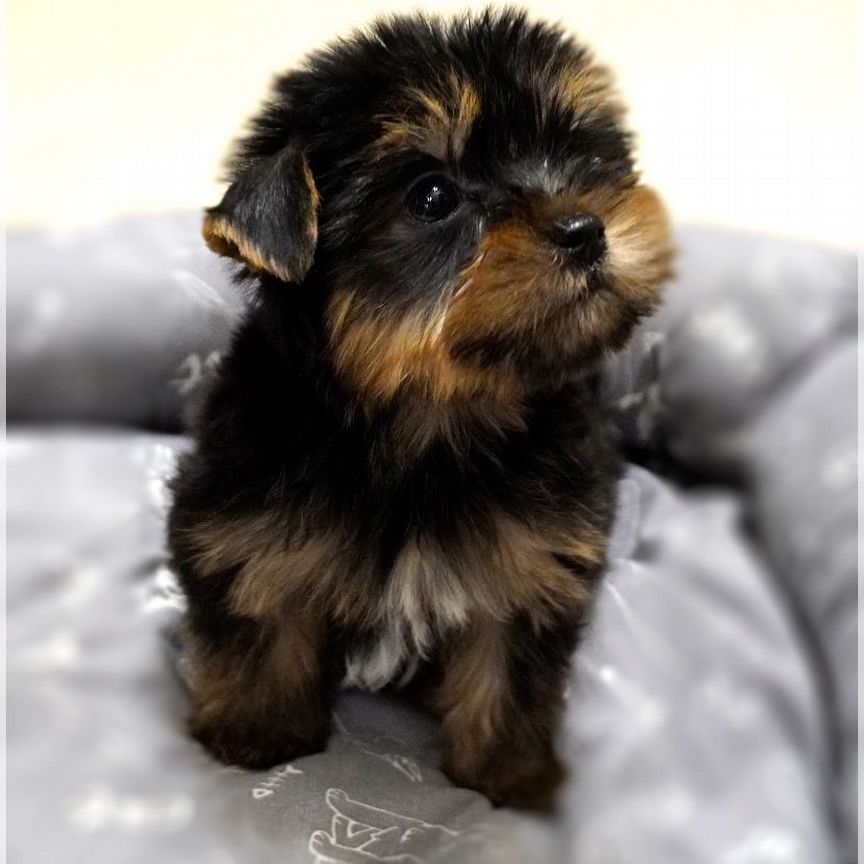 Йоркширский терьер, щенок