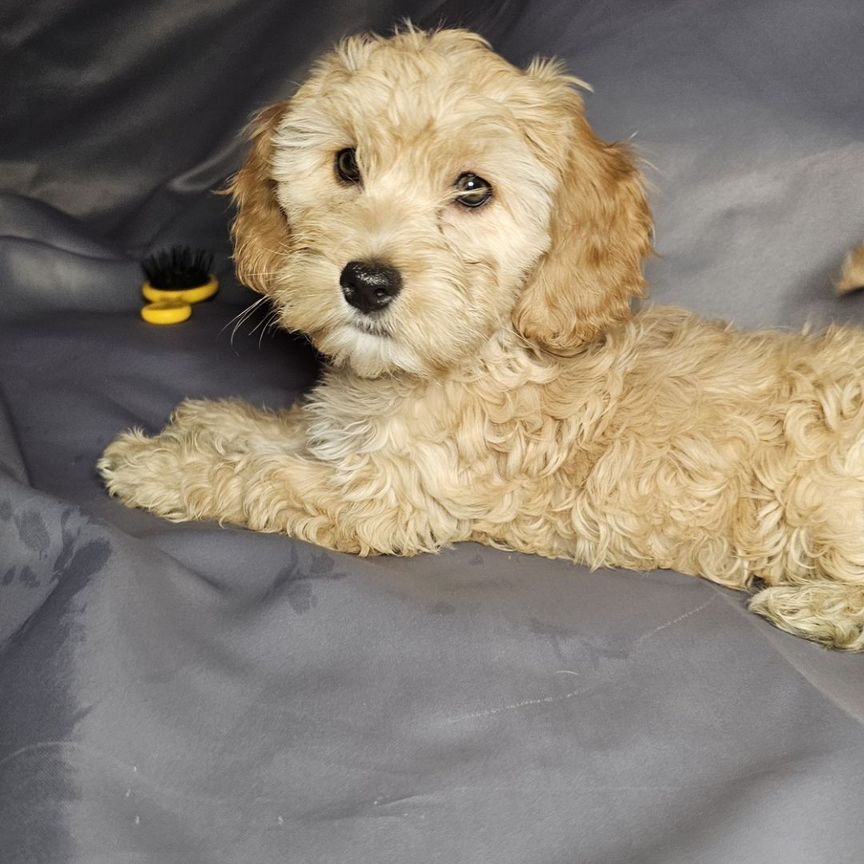 Коко-шанель-пу щенки от клуба